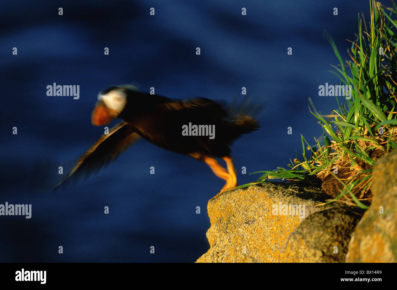 action Alaska animal animals bird birds coast fly Fratercula cirrhata ...