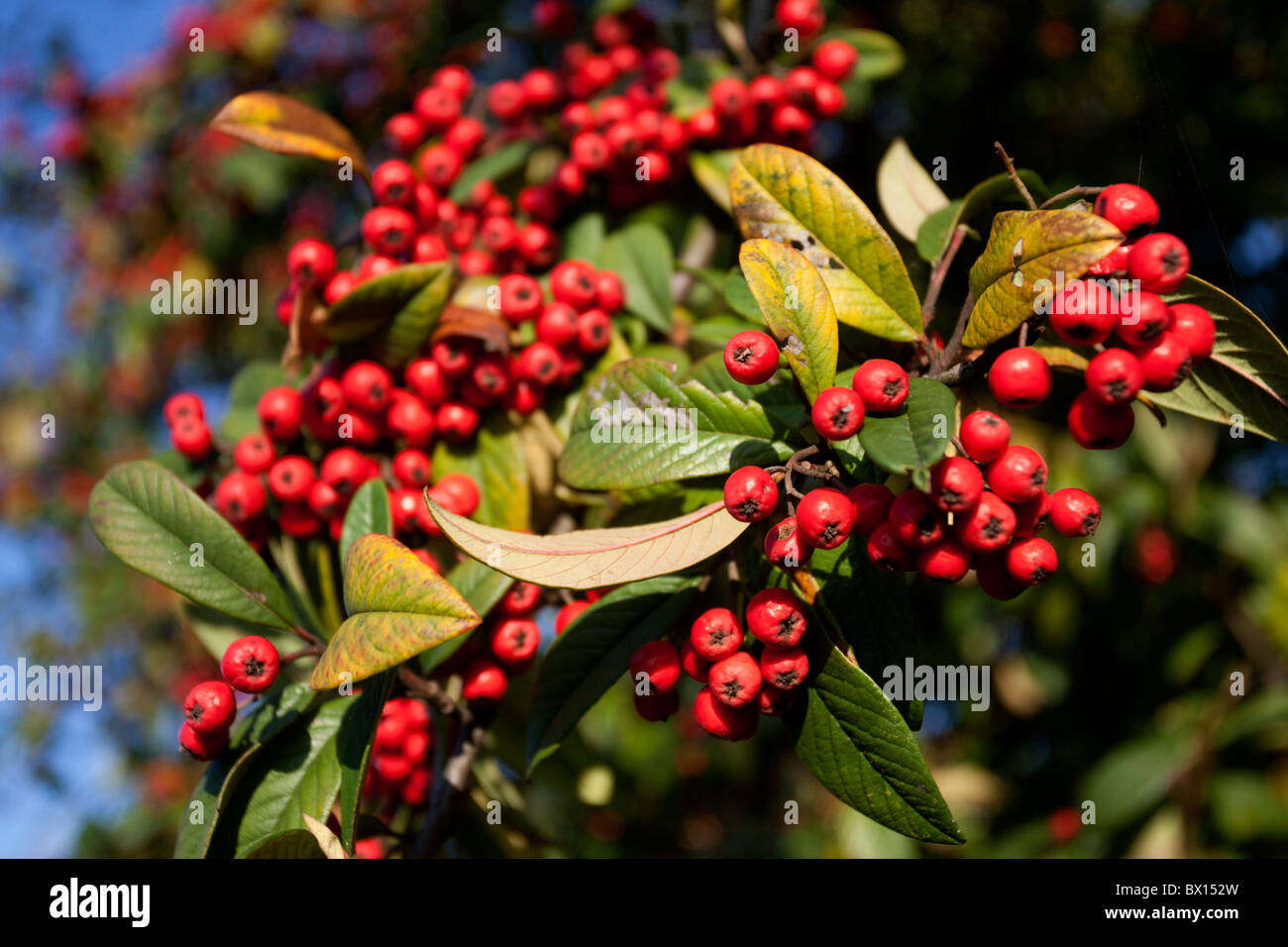 Red berry's on a tree in Brighton, UK Stock Photo - Alamy