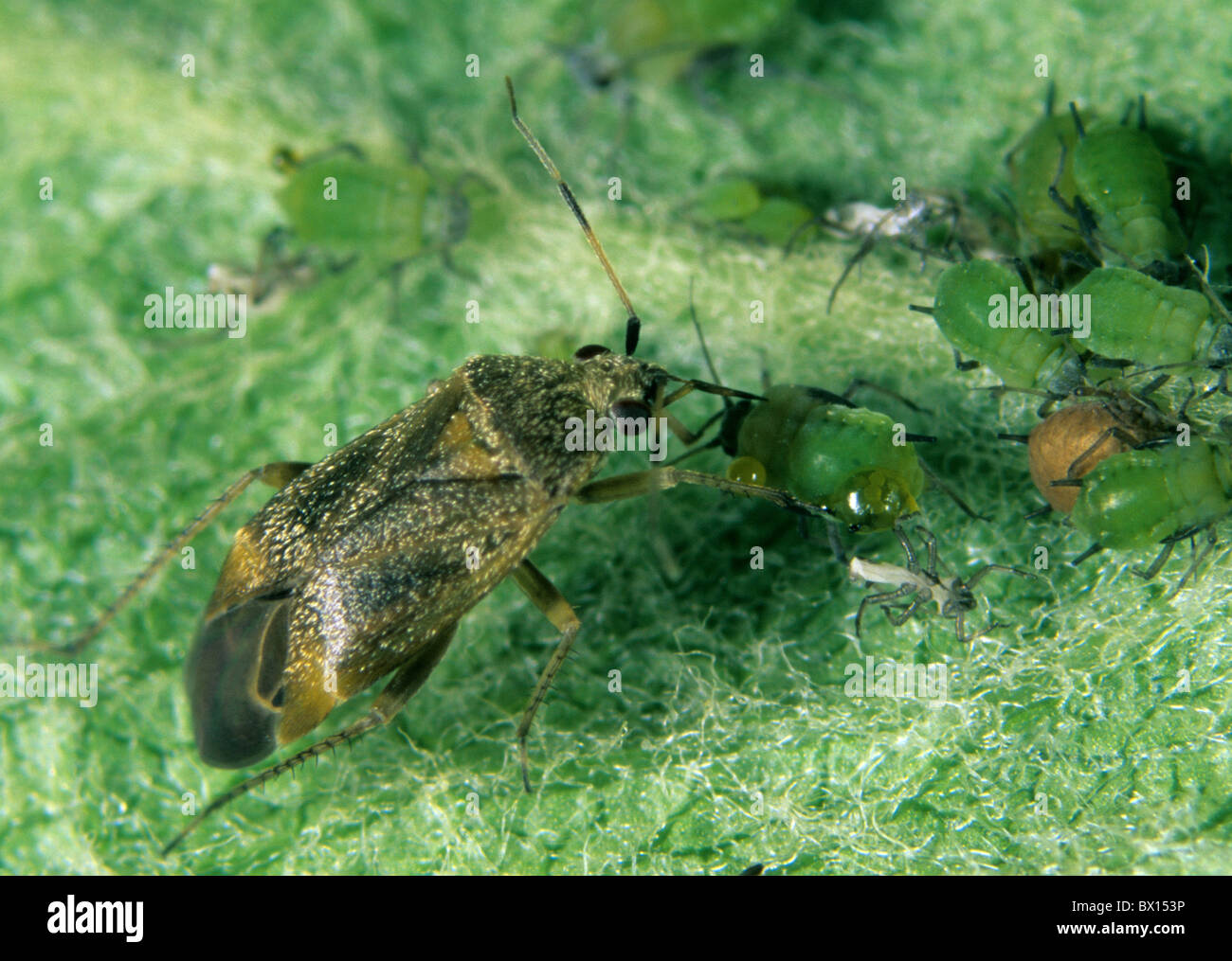 Aphis Pomi High Resolution Stock Photography and Images - Alamy