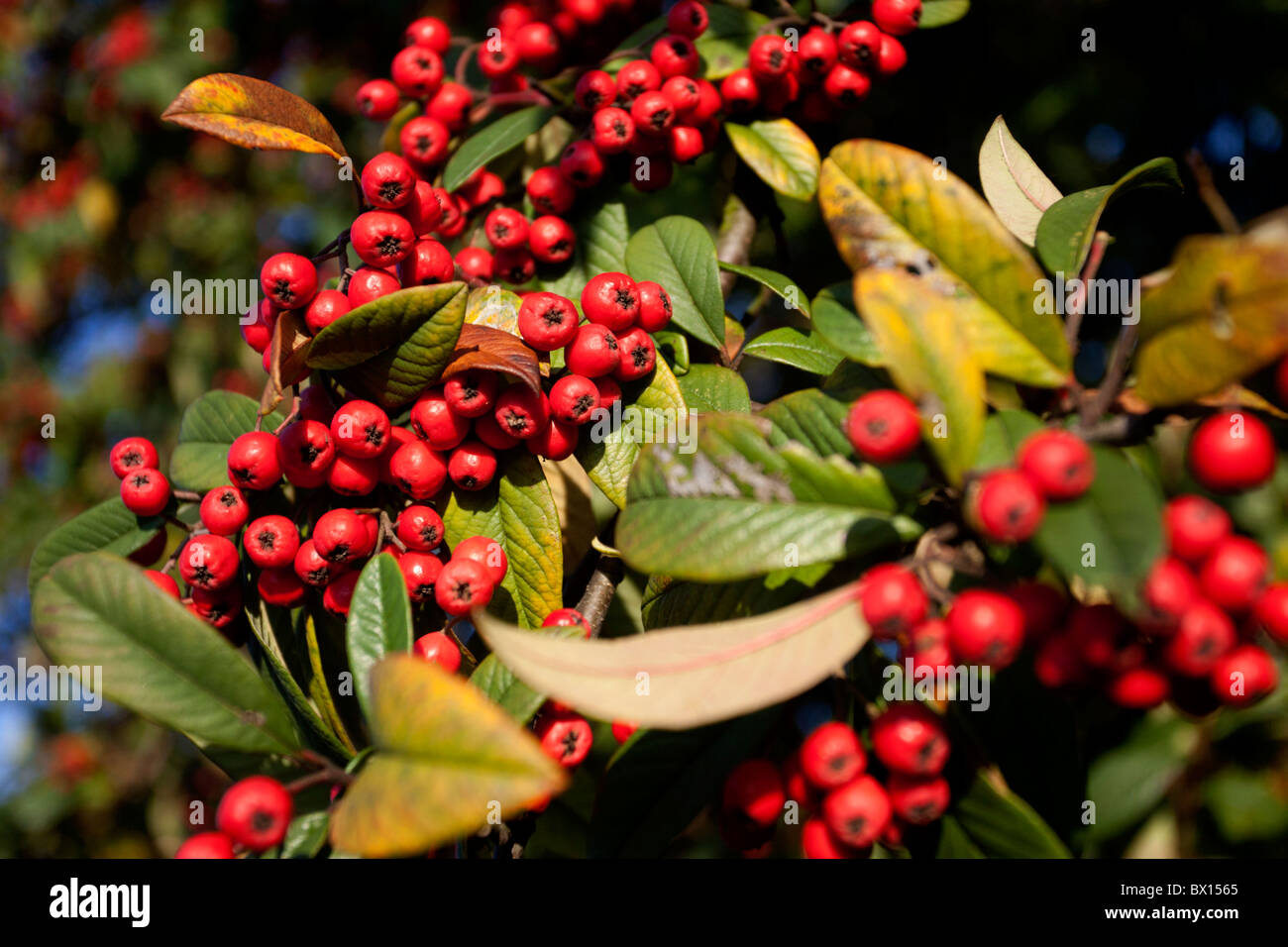 Bright red berrys hi-res stock photography and images - Alamy