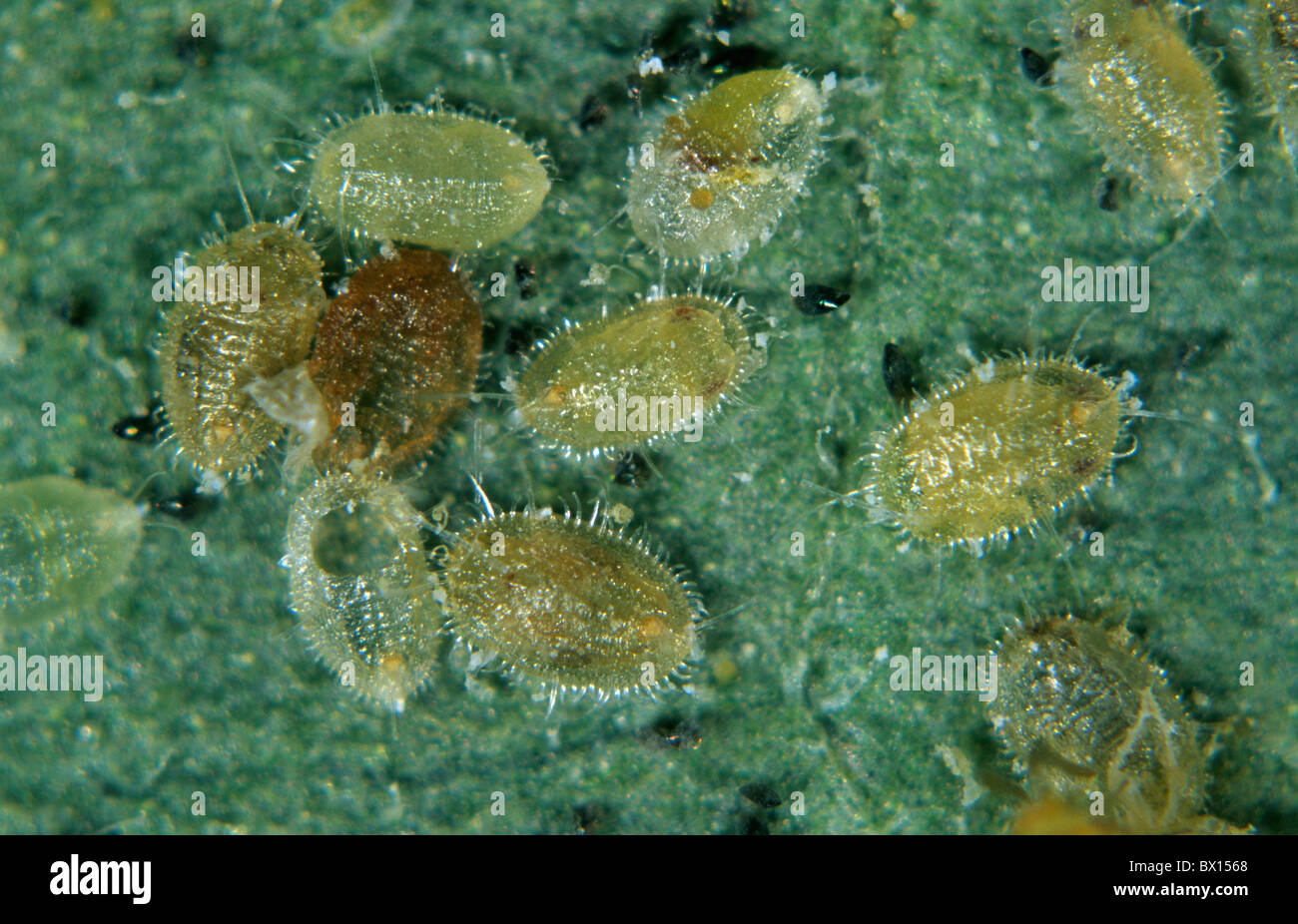 Glasshouse whitefly scales & pupae parasitised by parasitoid wasp ...