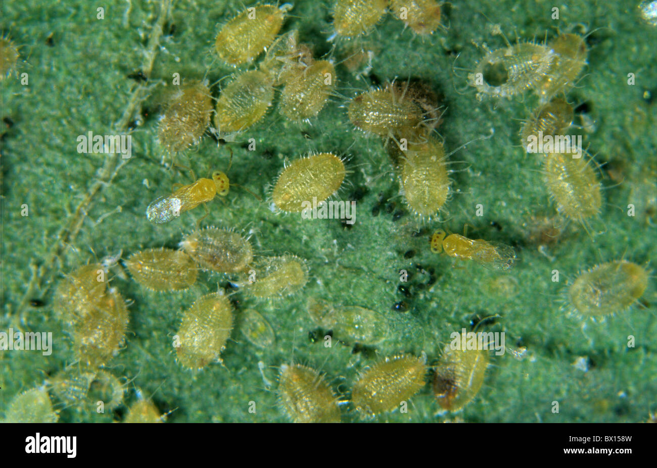 Parasitoid wasp (Eretmocerus eremicus) adults among parasitised ...