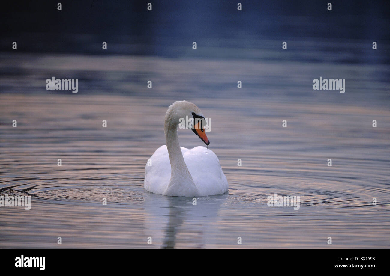 Zurich bird hi-res stock photography and images - Alamy