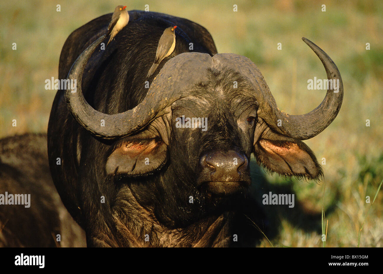 Africa n buffalo animal animals bull Buphagus erythrorhynchus horns ...
