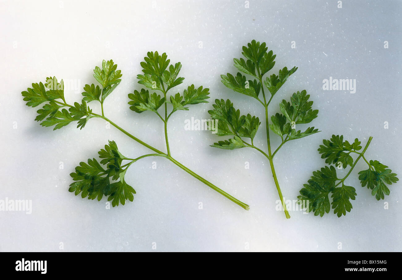 Chervil Food Freestanding Fresh Healthy Herb Herbs Ingredient Organic ...