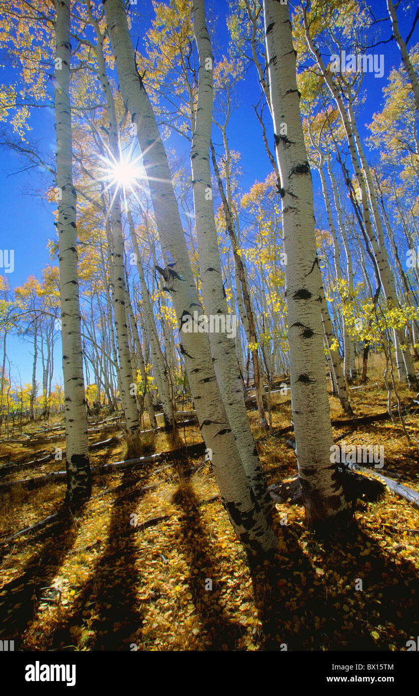 Aspen aspen trees aspens wood autumn autumn wood back light birches ...