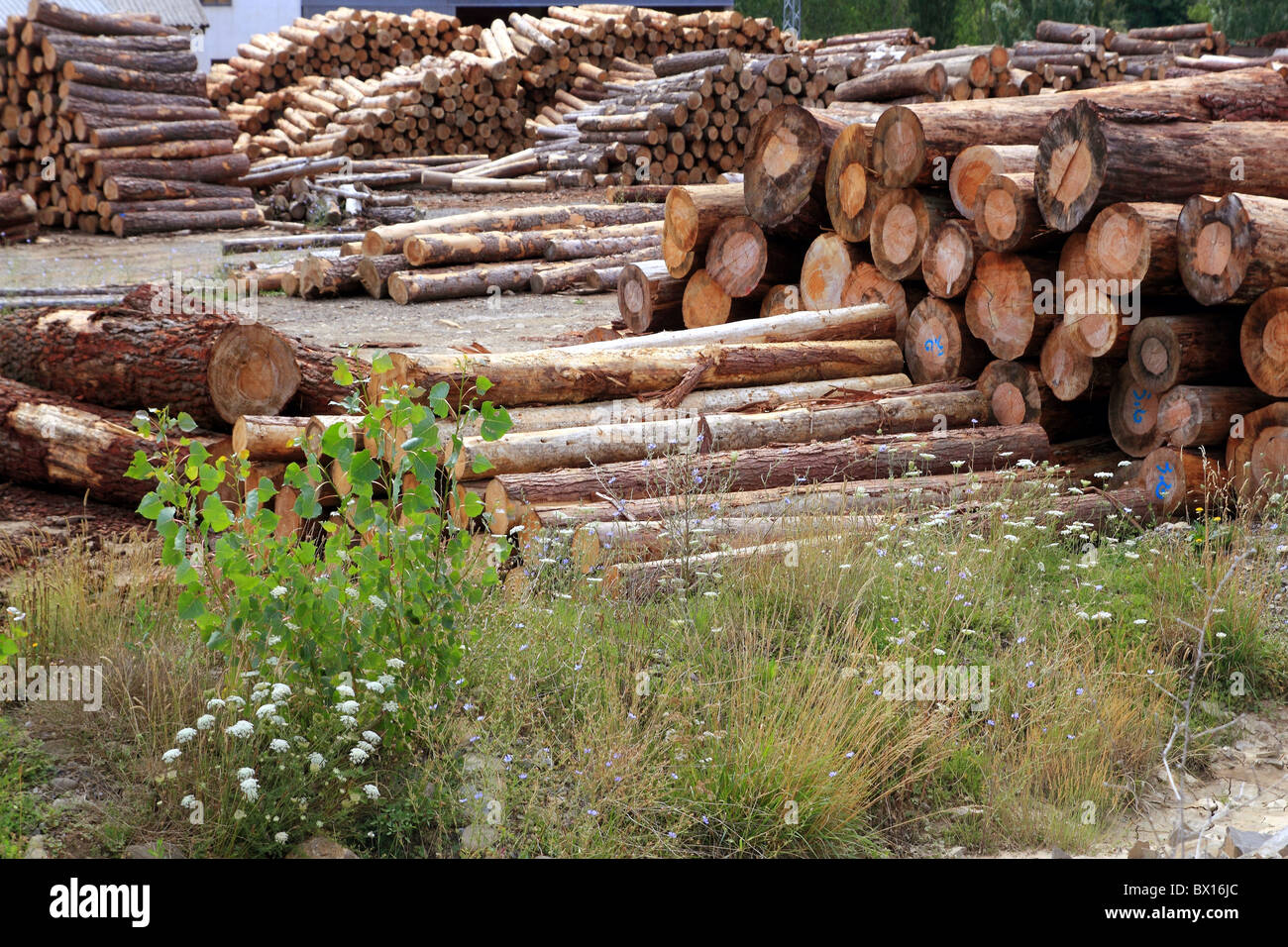 Timber tree trees trunks saw pile hi-res stock photography and images ...