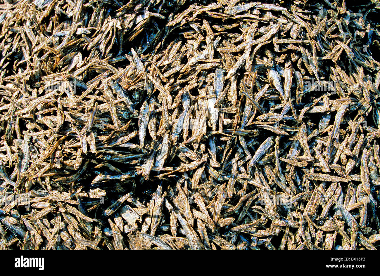 dried fish Fishes food cuisine Yemen Orient Arabia Stock Photo - Alamy
