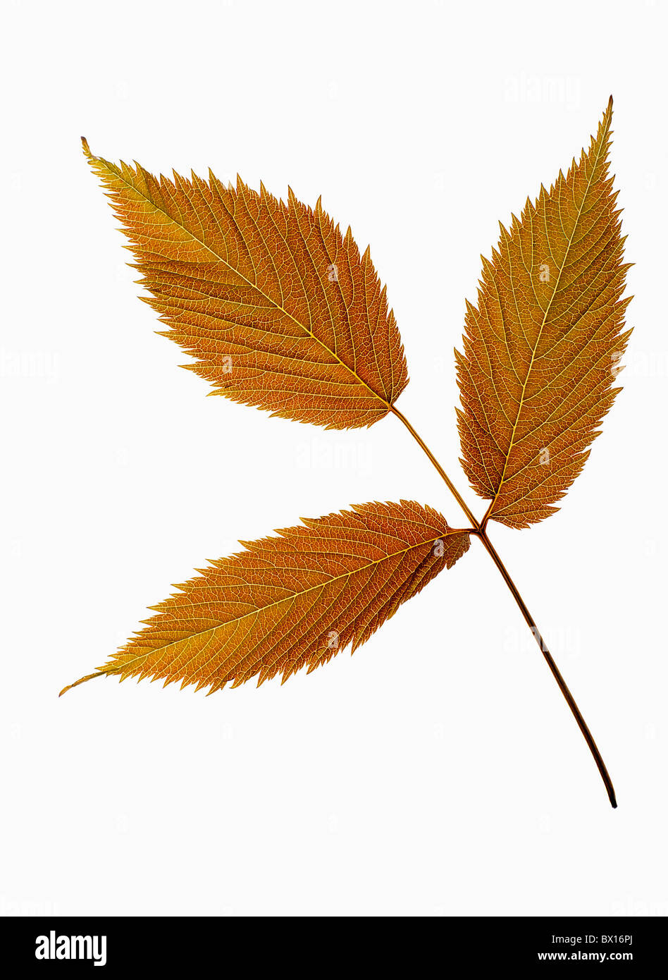 bush Leaf leaves plants Sheet shrub studio tree Stock Photo - Alamy