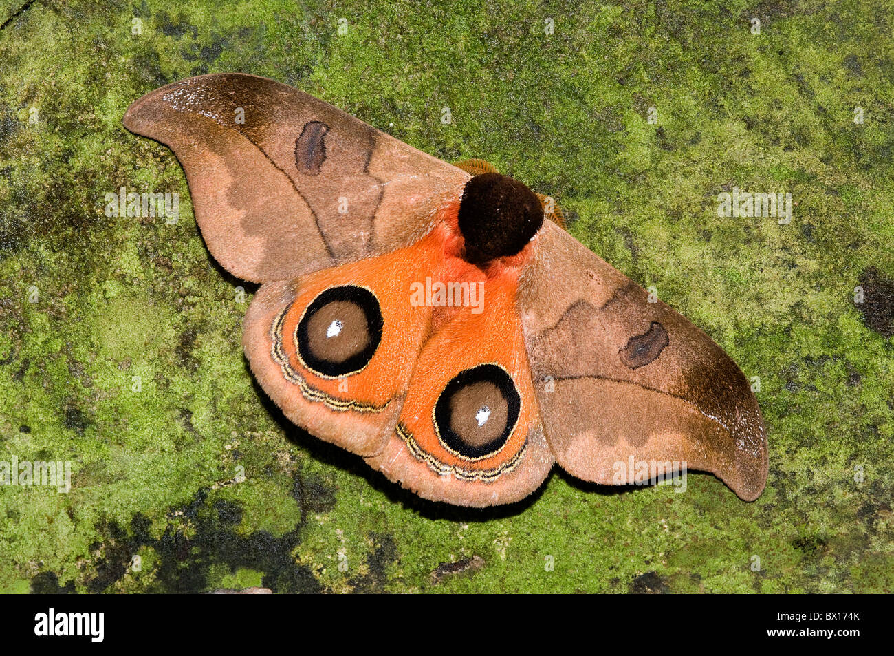 Automeris sp. Moth from Ecuador's rainforest Stock Photo - Alamy