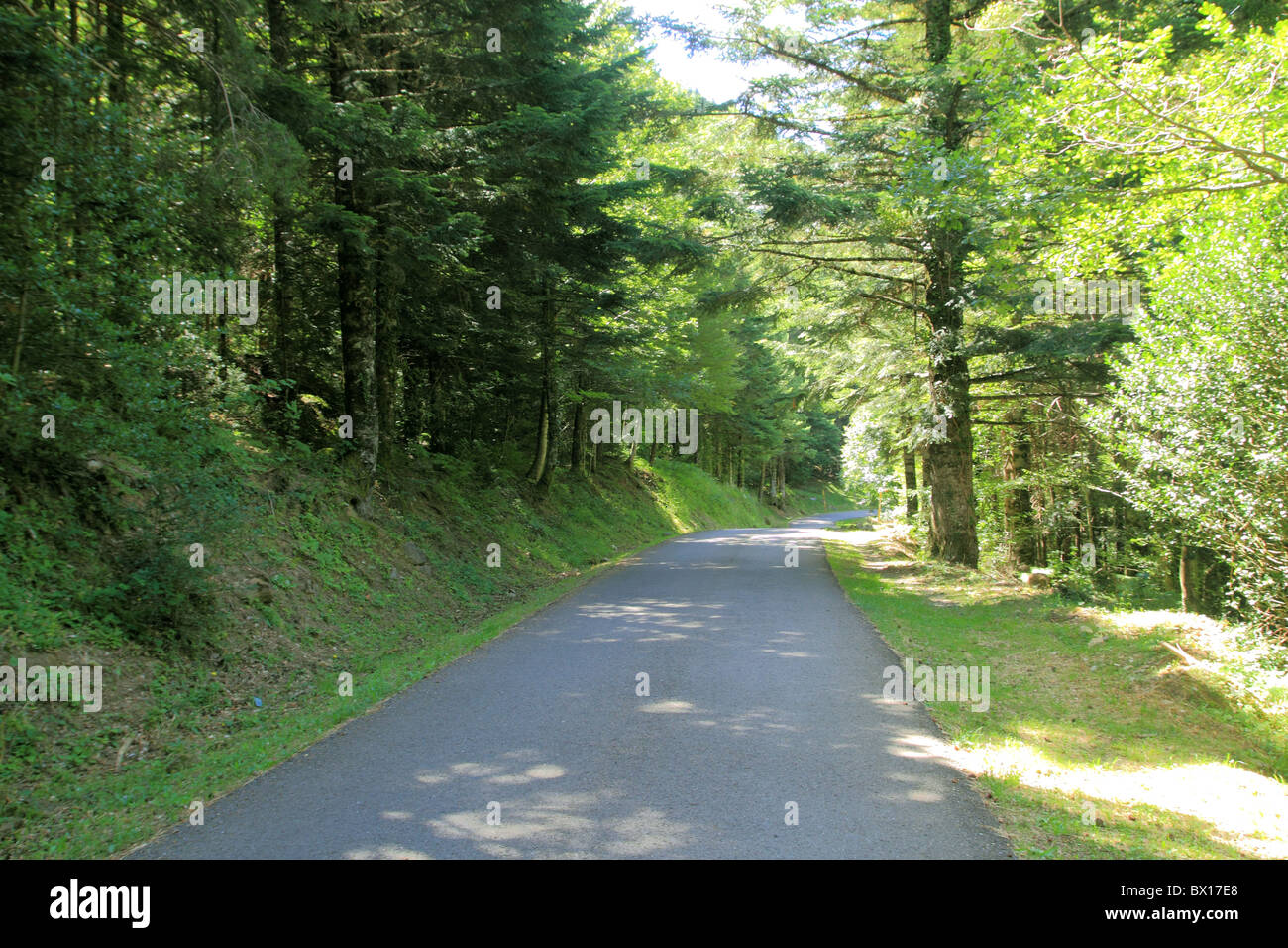 Pyrenees trees forest mountain scenic in summer nature Stock Photo - Alamy