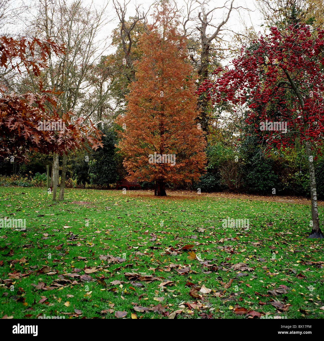 autumn scene in upton house and country park upton poole dorset Stock ...