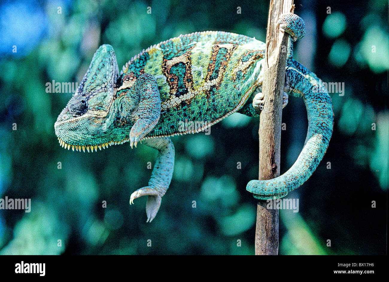 Chamaeleon Chamaeleo Calyptratus Tihama Yemen animal orient Arabia ...