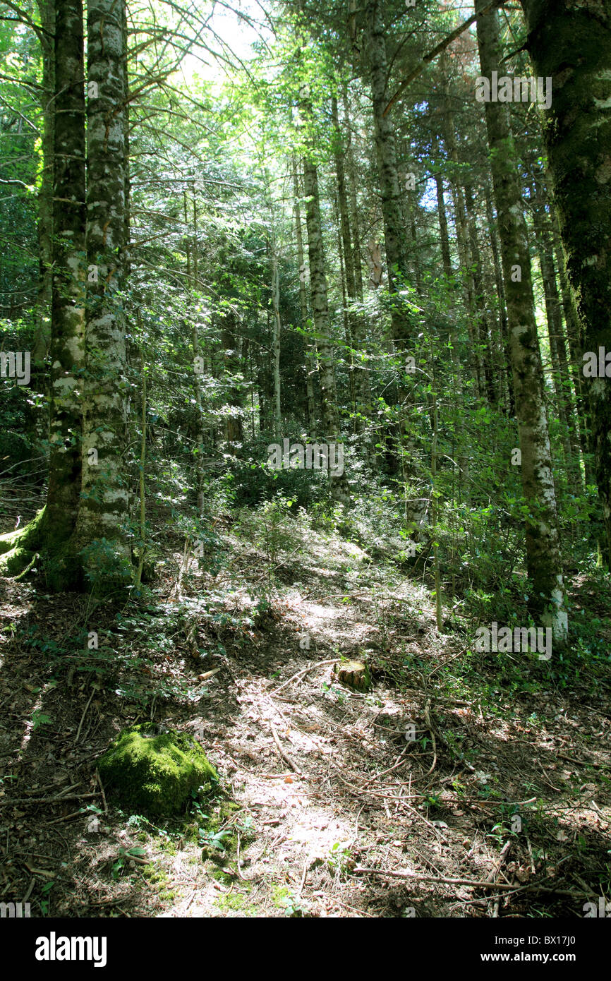 Pyrenees trees forest mountain scenic in summer nature Stock Photo - Alamy