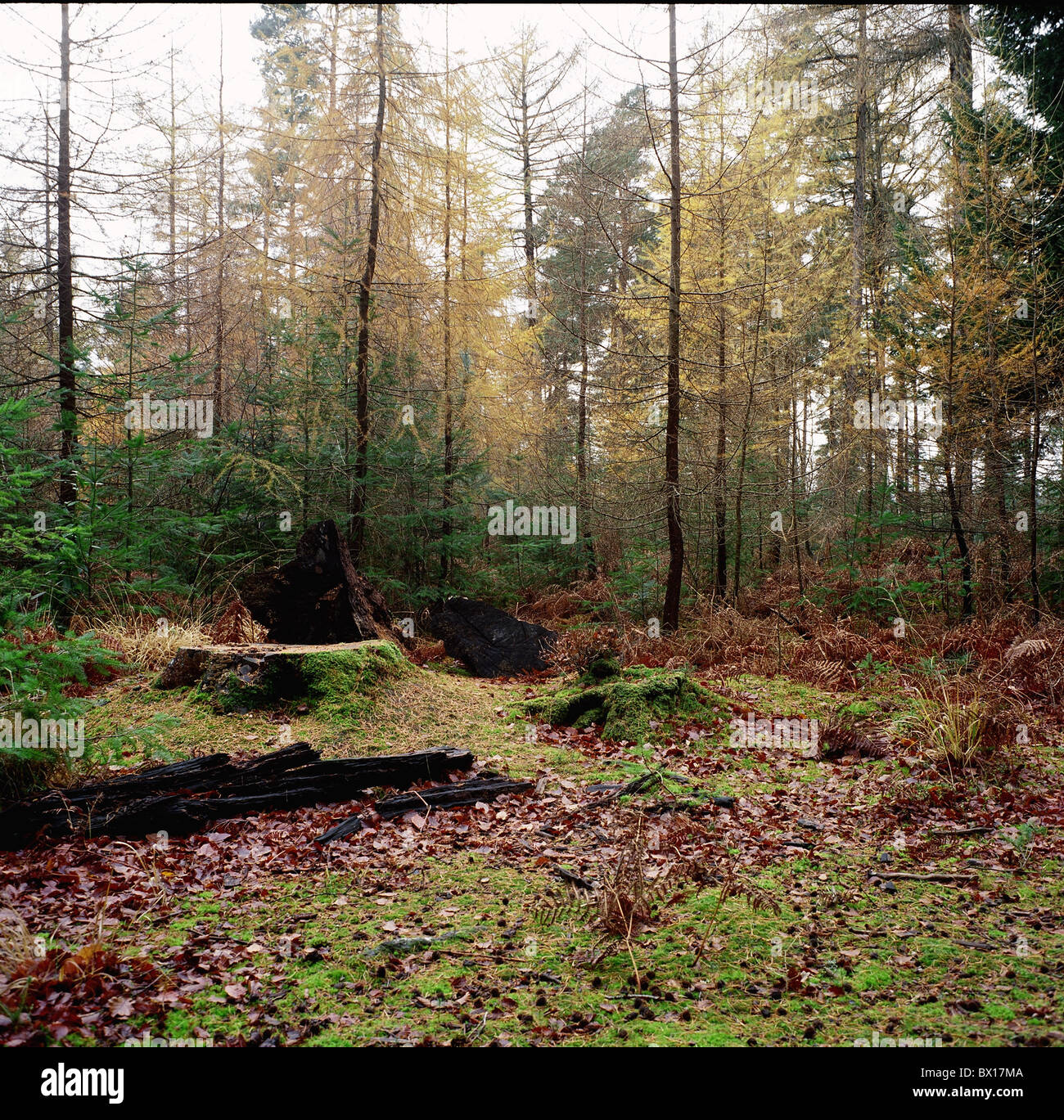 autumn in the new forest Stock Photo - Alamy