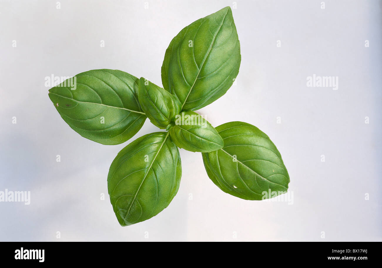 Basil Culinary Food Freestanding Fresh Healthy Herb Herbal Herbs ...