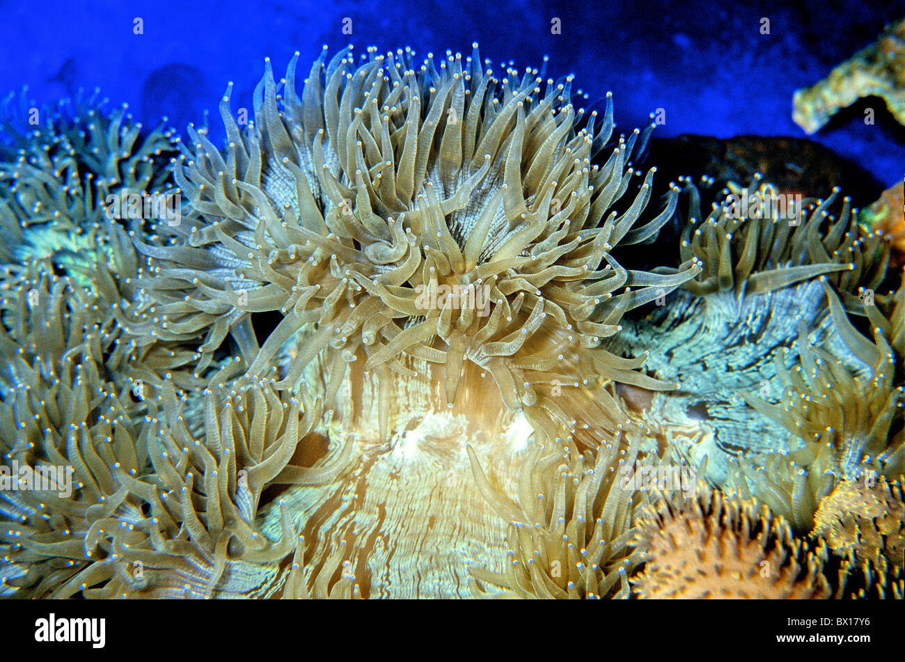 Anemone Red Sea Yemen Arabia Orient riff underwater coral riff Stock ...