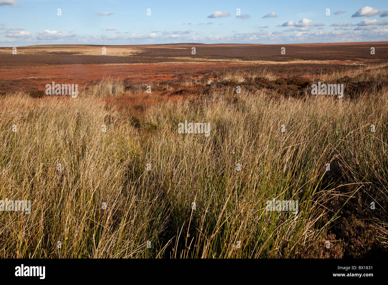 Grouse moors and peat bogs on Burbage Moor in the Dark Peak section of ...
