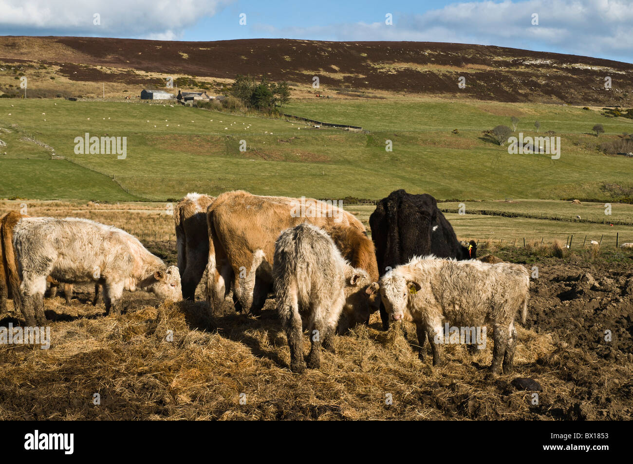 dh Beef cows CATTLE CAITHNESS Hill farming cows eating winter fodder ...