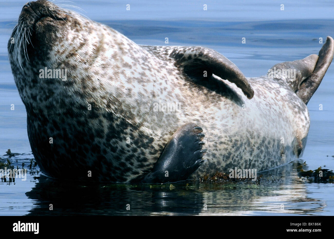 common seal basking in the sun of the coast of arran scotland Stock ...