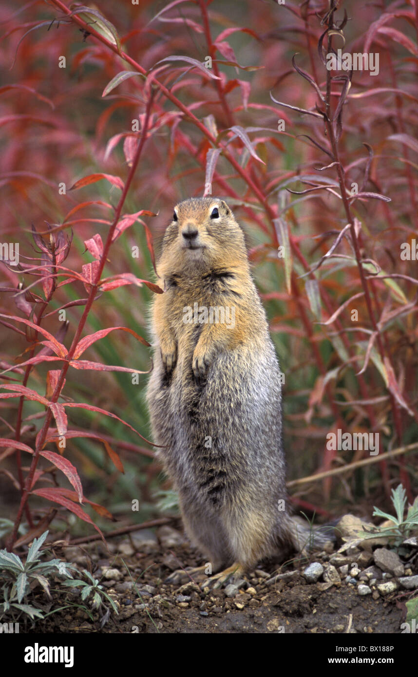 Alaska Arctic Ground Squirrel Spermophilus parryii USA America United ...