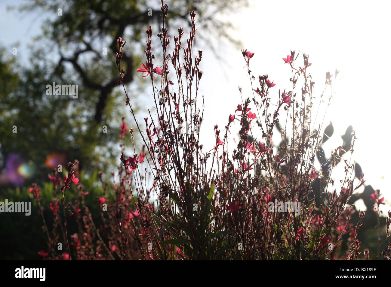 Flowers at dawn with lights behind them Stock Photo - Alamy