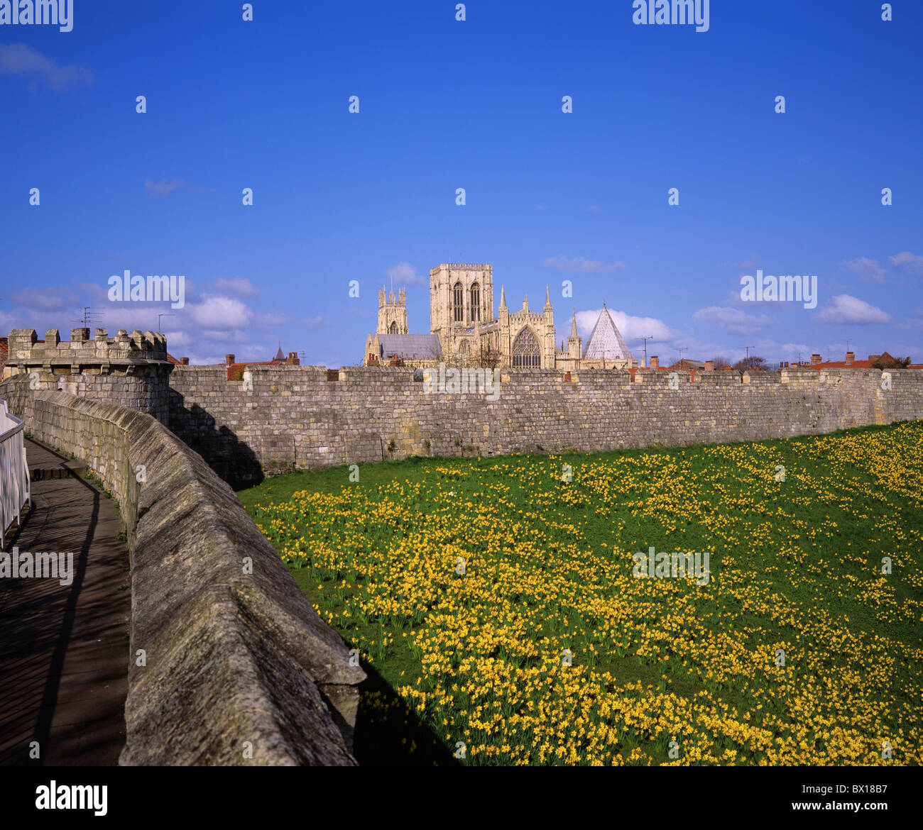 majestic York Minster and city walls surrounded by Daffodils in ...