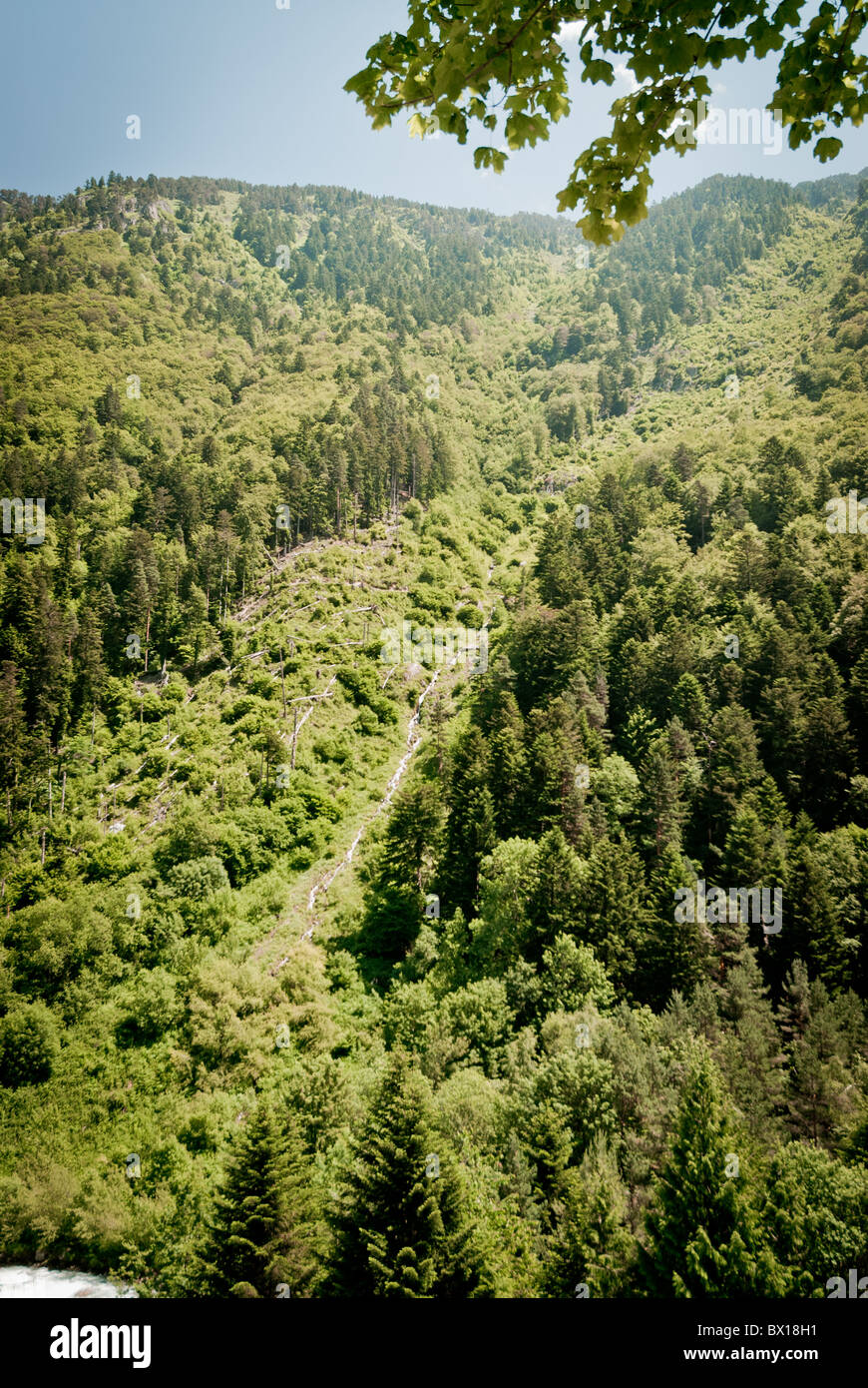 View of mountain pine forest on the Spanish French Border Stock Photo ...