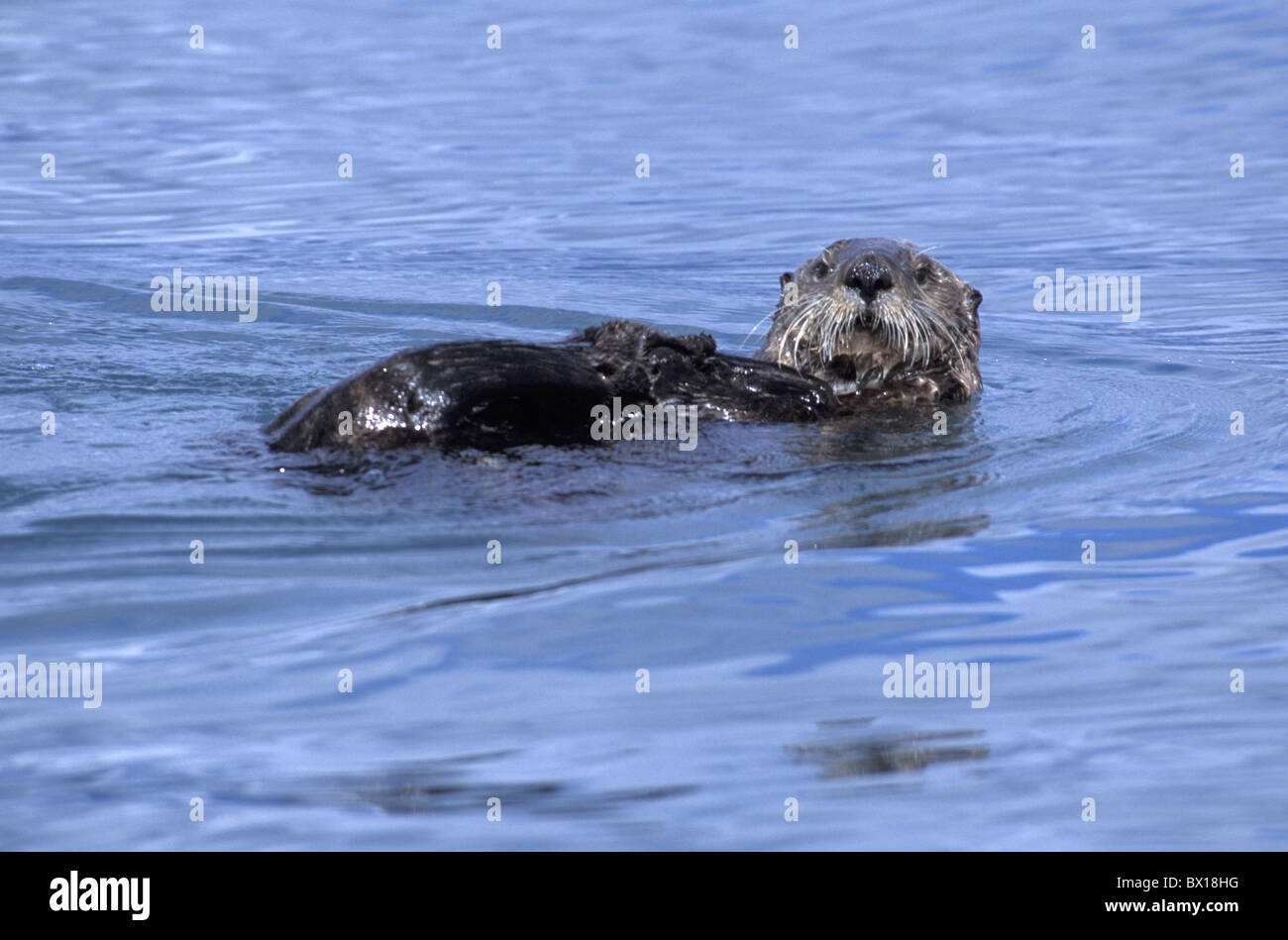 Enhydra lutris North America Sea Otter West Coast animal Stock Photo ...