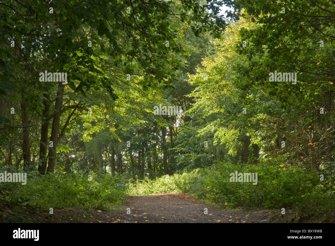 Sunlit Path Through Trees Stock Photo - Alamy