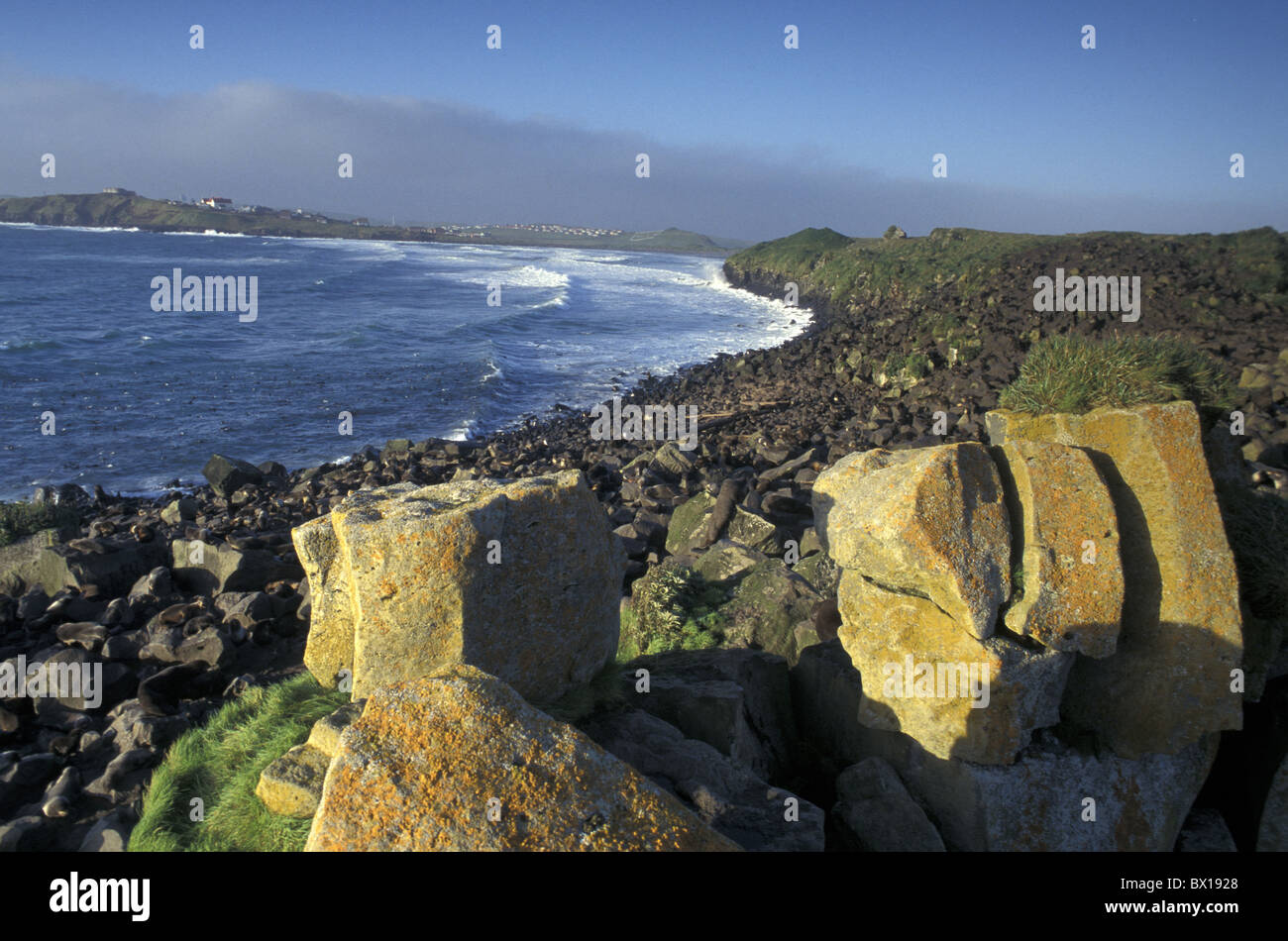 Pribilof island seal hi-res stock photography and images - Alamy