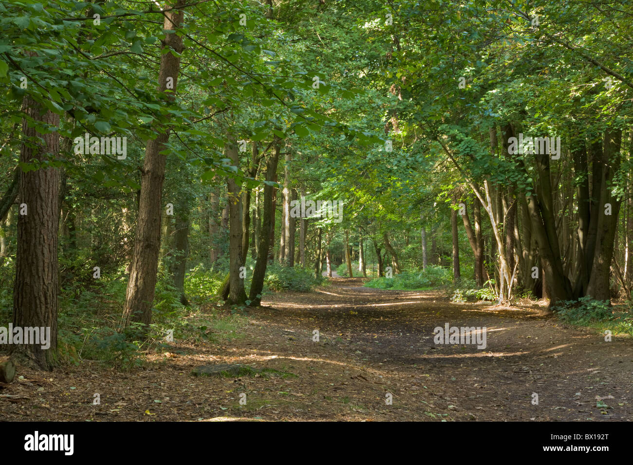 Sunlit path hi-res stock photography and images - Alamy
