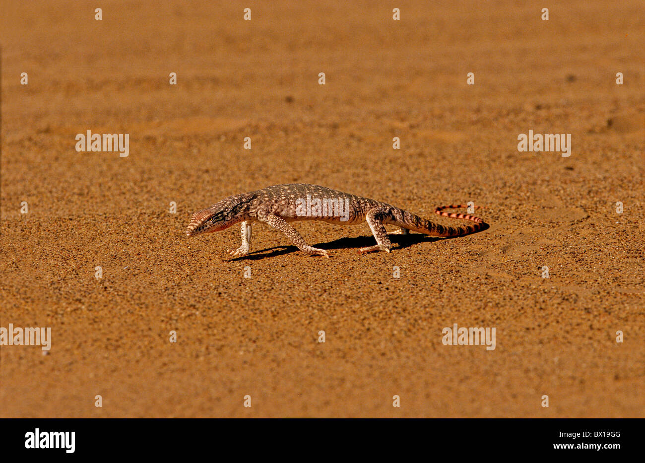 desert Varan Varanus Sp. Rub Al Khali Desert Empty Quarter Yemen Arabia ...