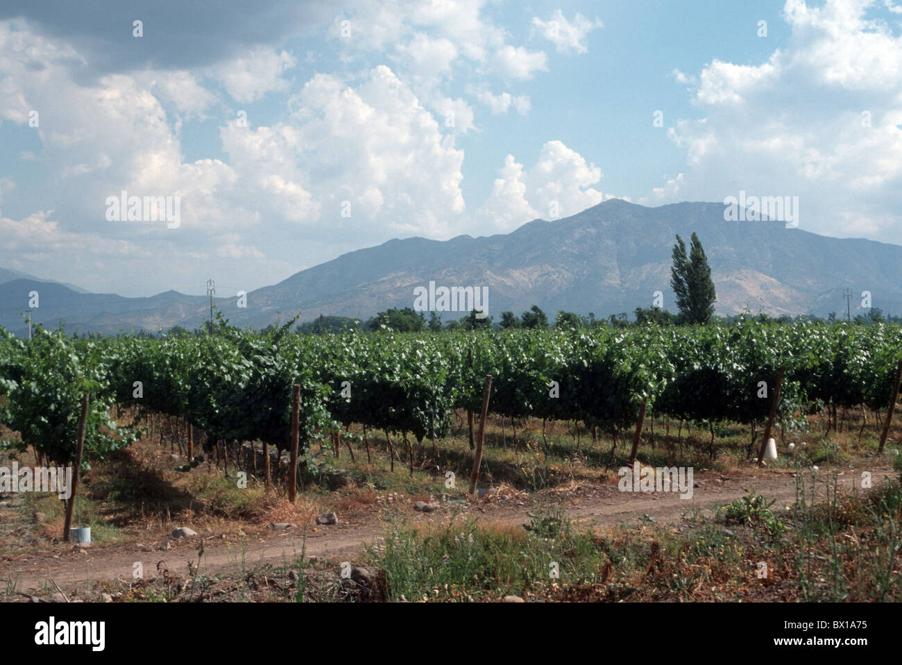 Vineyards wine region in chile hi-res stock photography and images - Alamy