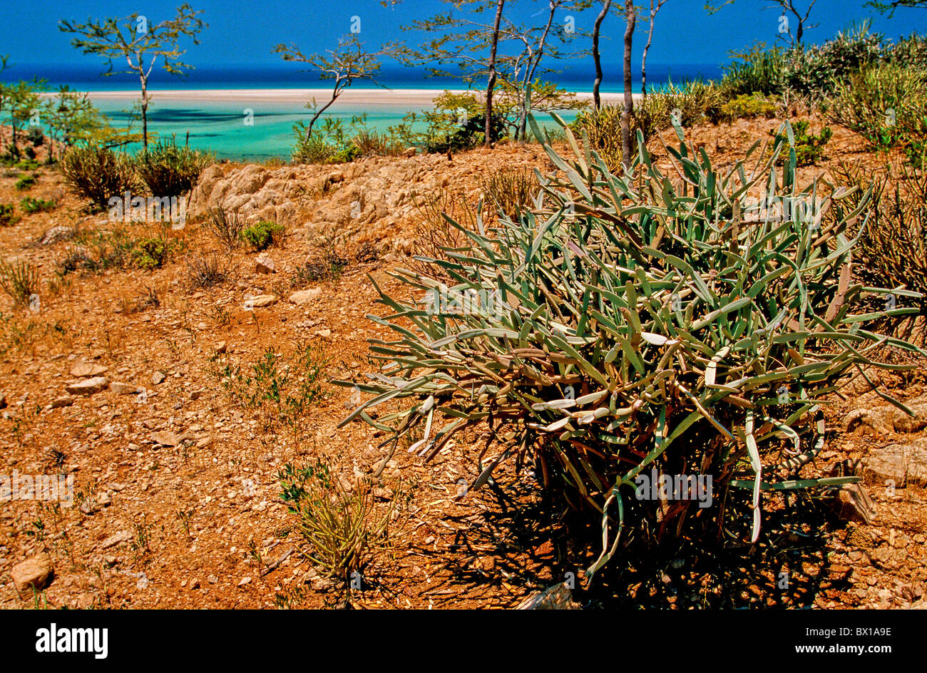 Euphorbia succulents north Coast Socotra Island Arabian Sea Yemen ...
