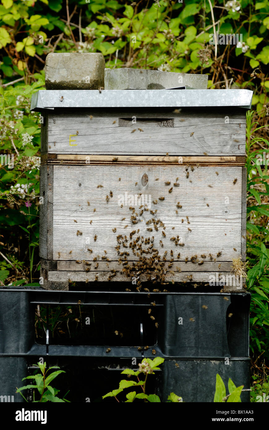 Bee Hives with Honey Bees, Apis mellifera gathered around the entrance ...