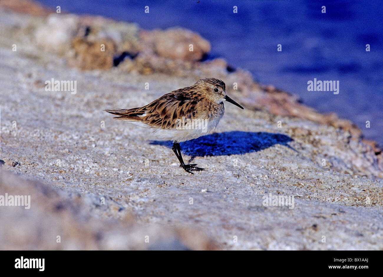 Atacama Region bird animal Calidris bairdii Laguna Chaxa Northern Chile ...