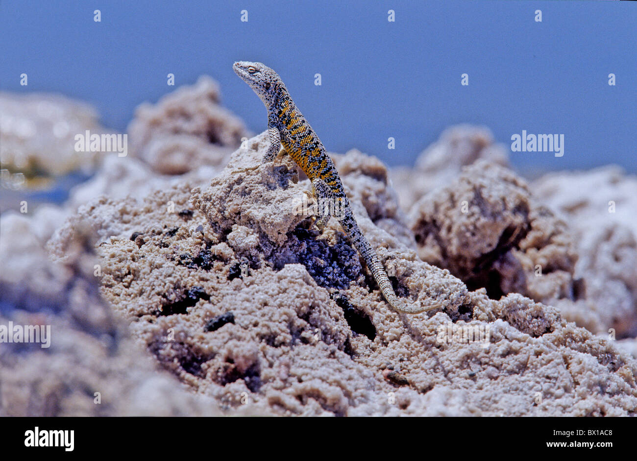 Atacama Region Fabiani Lizard lizard animal Liolaemus fabiani Laguna ...