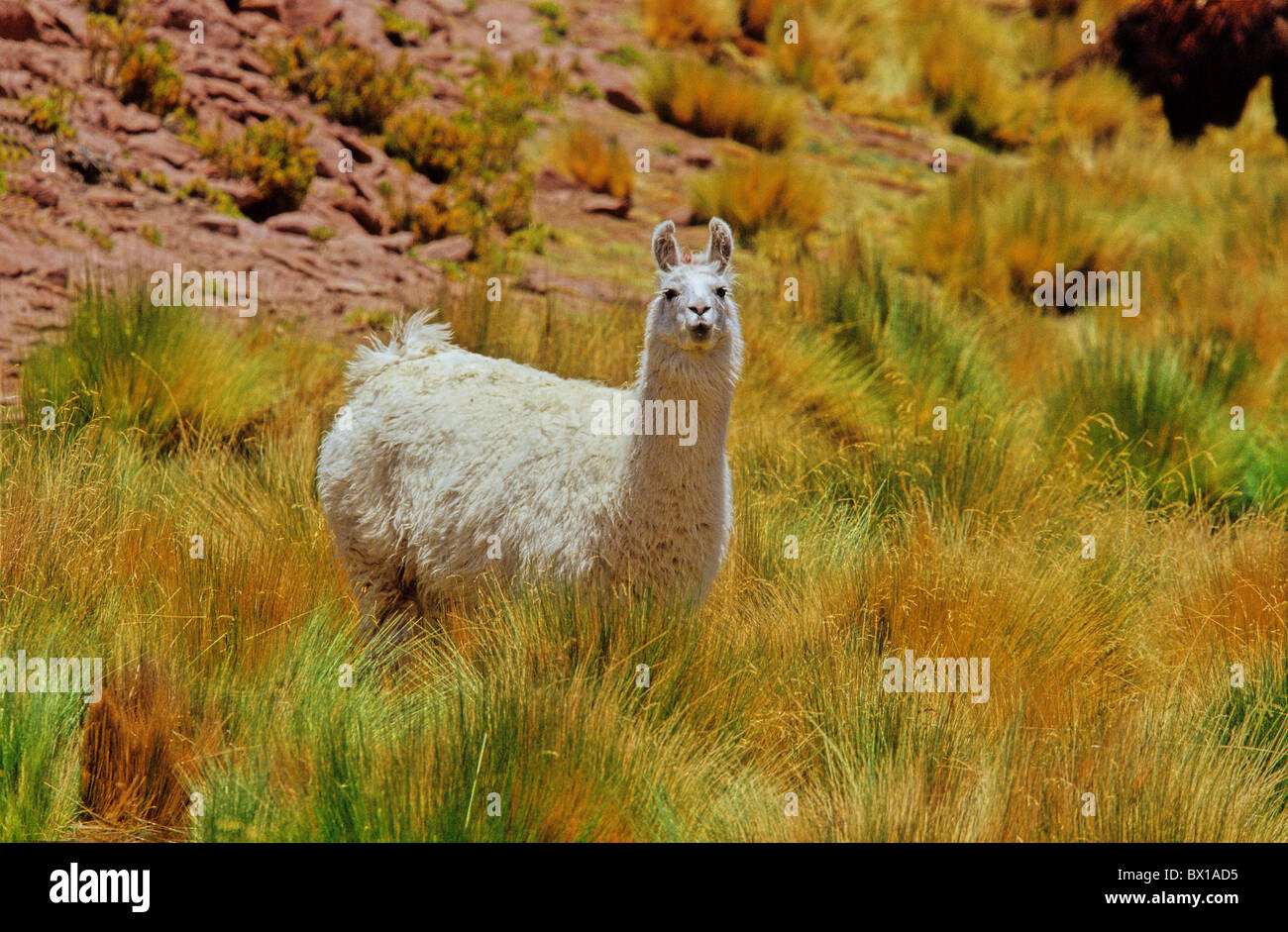Andes Atacama Region Chile South America Lama Lama guanicoe glama ...