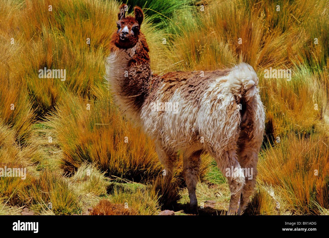 Andes Atacama Region Chile South America Lama Lama guanicoe glama ...