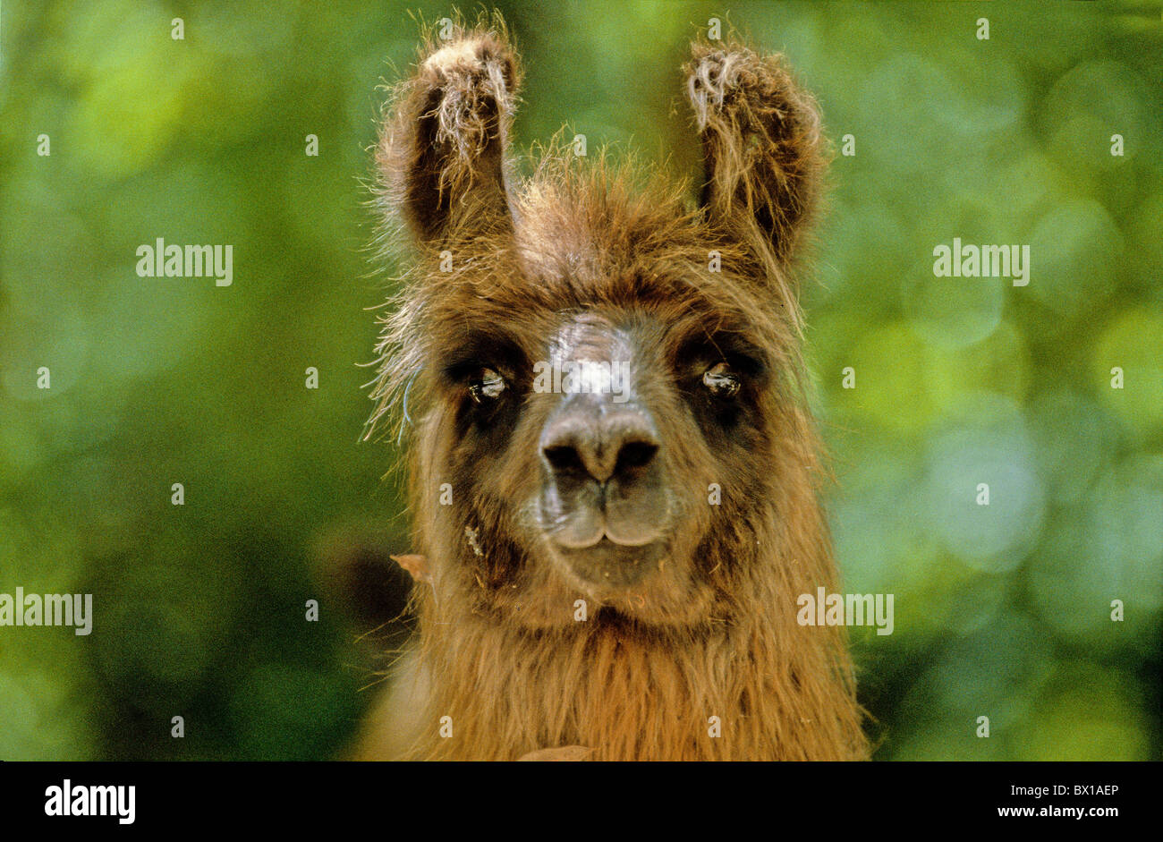 Andes Atacama Region Chile South America Lama Lama guanicoe glama ...