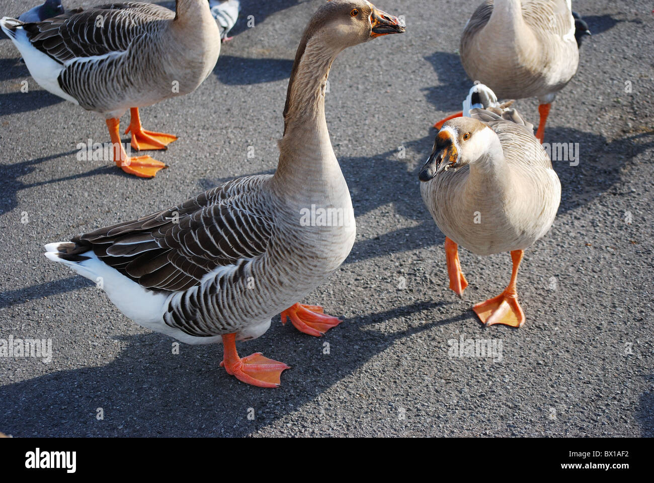 Geese walk on boaters ramp on dock Stock Photo - Alamy