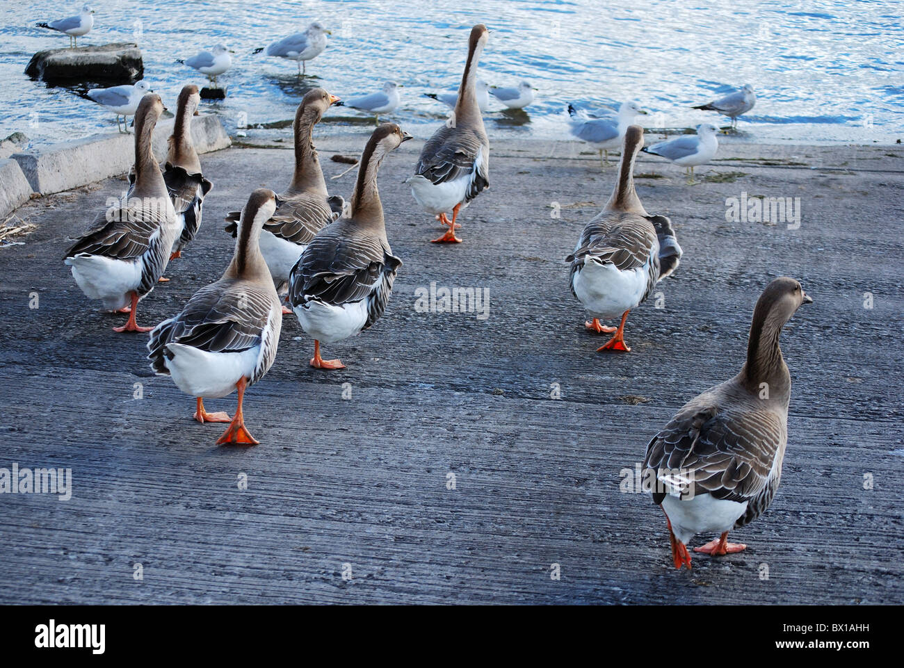 Geese walk down boat ramp into bay waters Stock Photo - Alamy