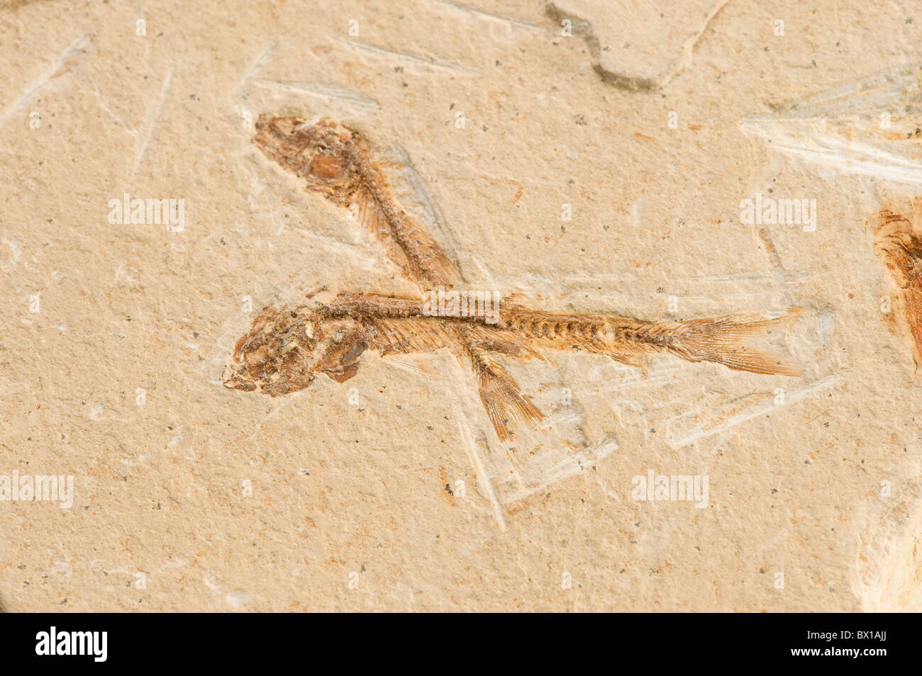 Systematic progress hi-res stock photography and images - Alamy