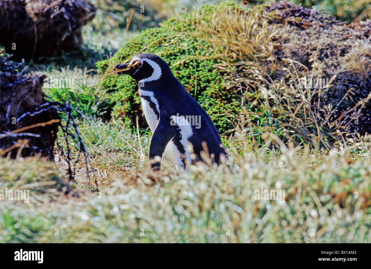 Chile South America Magellanic Penguin penguin animal bird Pheniscus ...