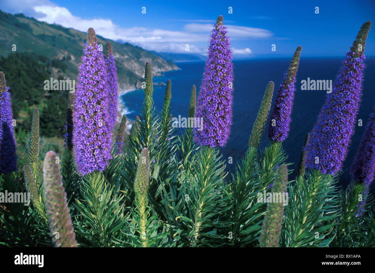 Big Sur Coast California Flowers USA America United States landscape ...