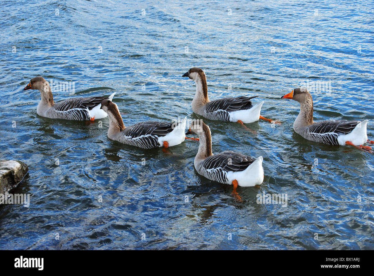 Chinese geese hi-res stock photography and images - Alamy