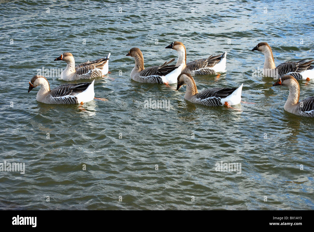 Chinese geese hi-res stock photography and images - Alamy