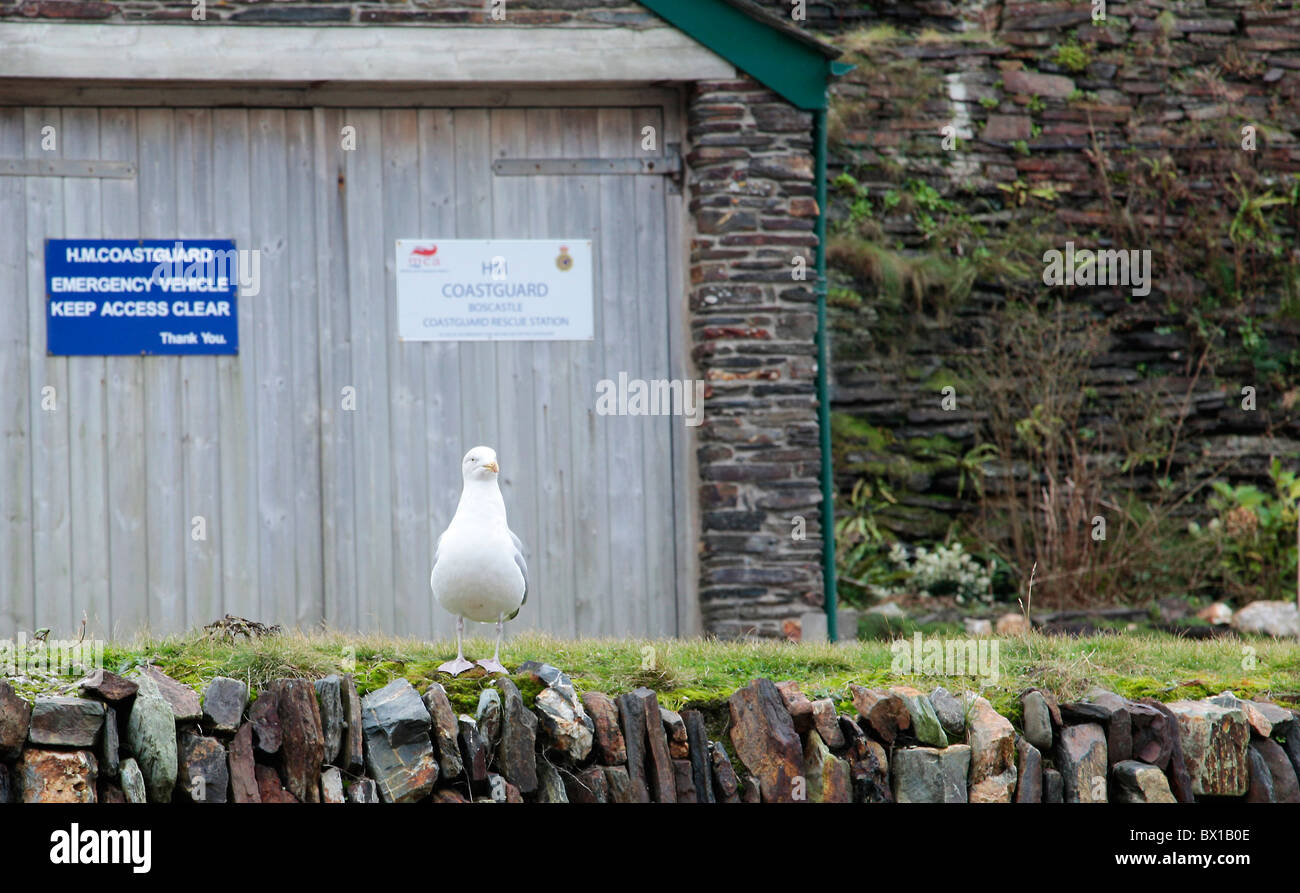 A gull in front of sign reading HM Coastguard Stock Photo - Alamy