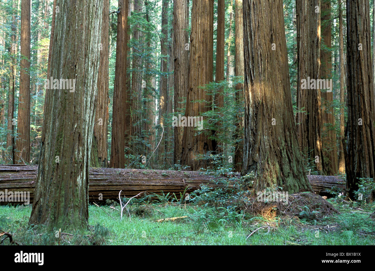 California Humboldt Redwoods State Park trees USA America United States ...